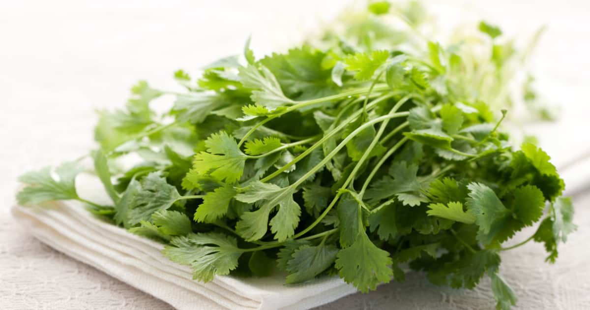 La coriandre : saumons, poissons & autres recettes | Zeste