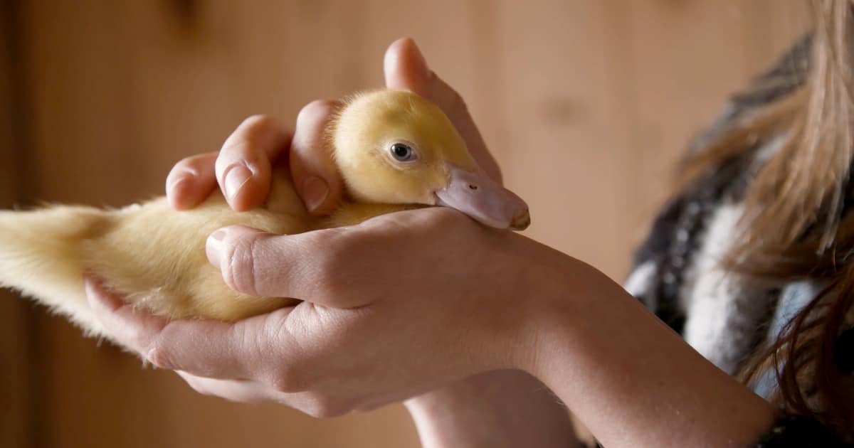 Rencontrez les canards de Canard du Village | Zeste