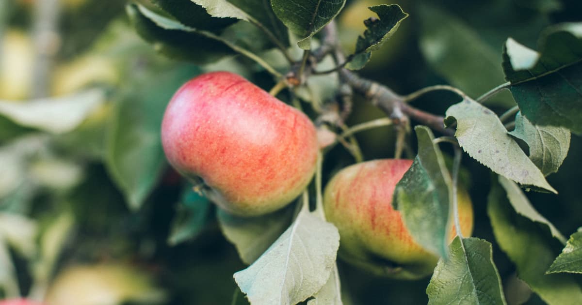 8 pommes du Québec : quand les cueillir et comment les cuisiner ? | Zeste