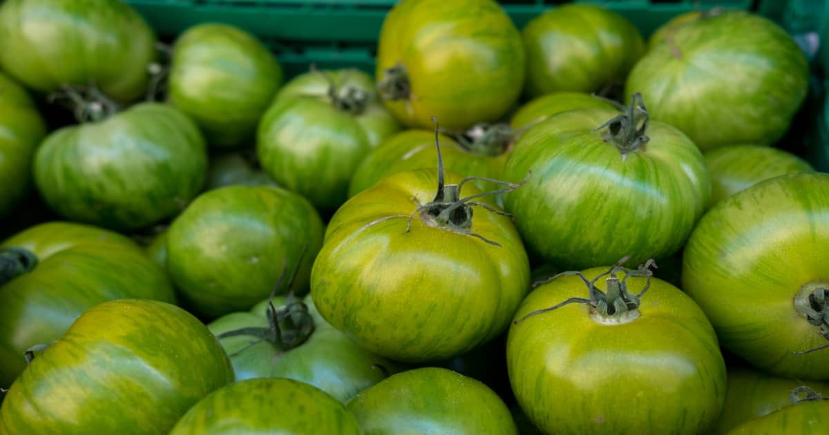 Est-ce qu'on peut récolter et cuisiner des tomates vertes? | Zeste