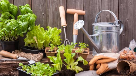 Créer son potager maison de A à Z | Zeste