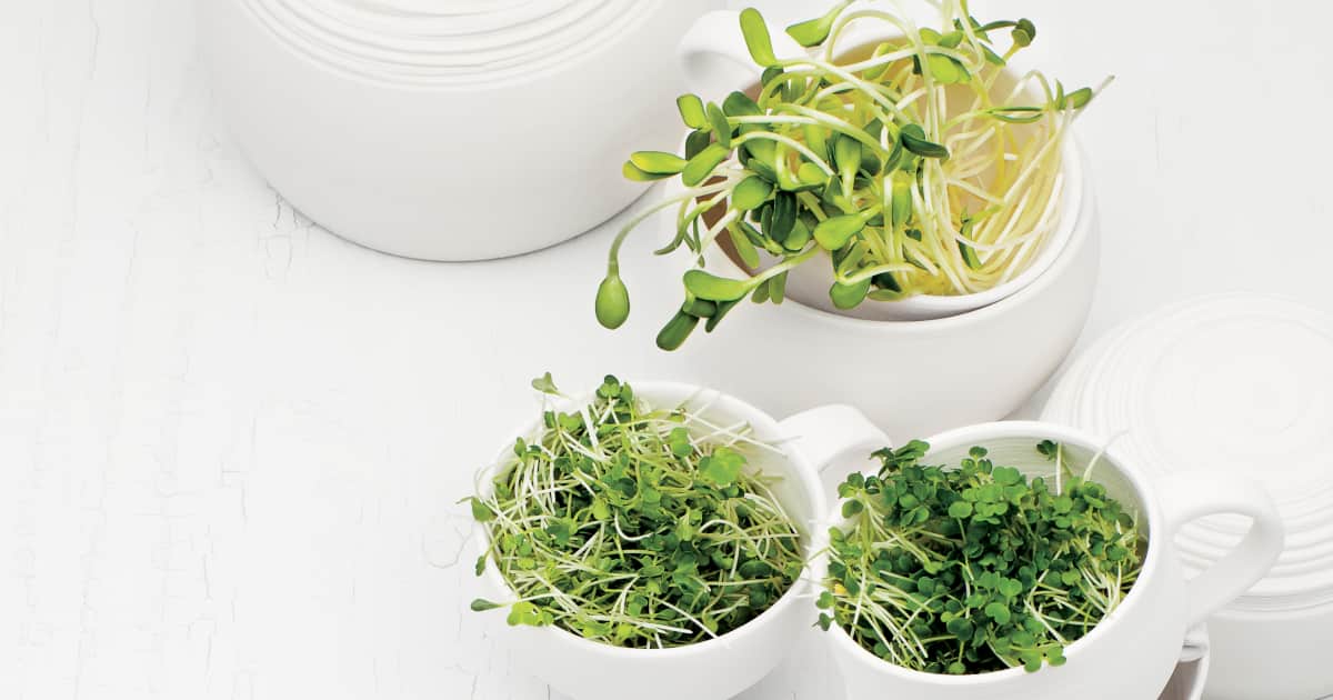 Comment faire des pousses et des germinations maison | Zeste