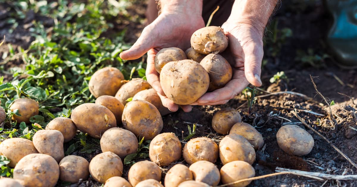 Voici LA meilleure façon d'empêcher vos pommes de terre de germer | Zeste