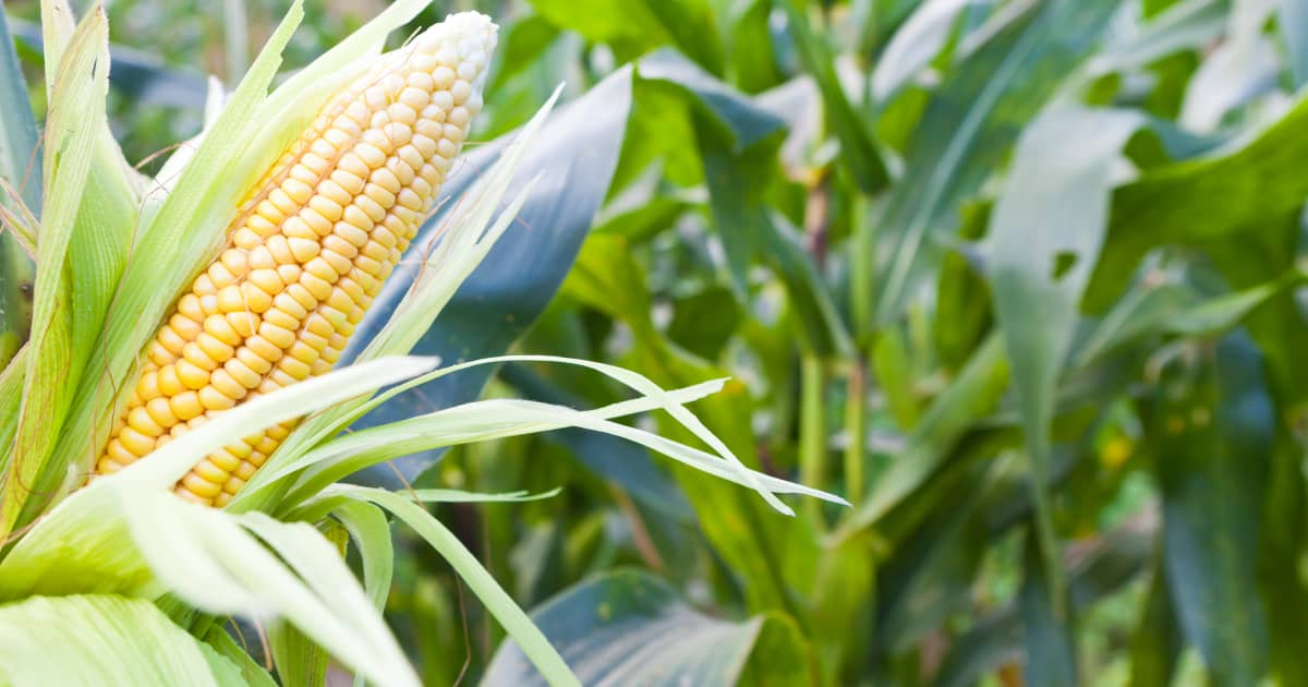 Nos conseils pour organiser et réussir votre épluchette de blé d'Inde ...